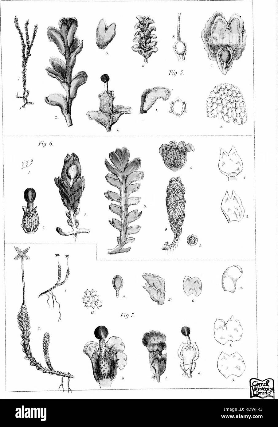 . British Hepaticae: containing descriptions and figures of the native ...