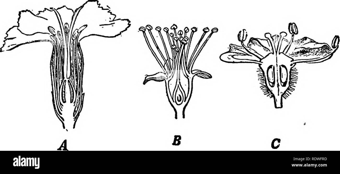 . Botany, with agricultural applications. Botany. PISTILS AND STAMENS ...