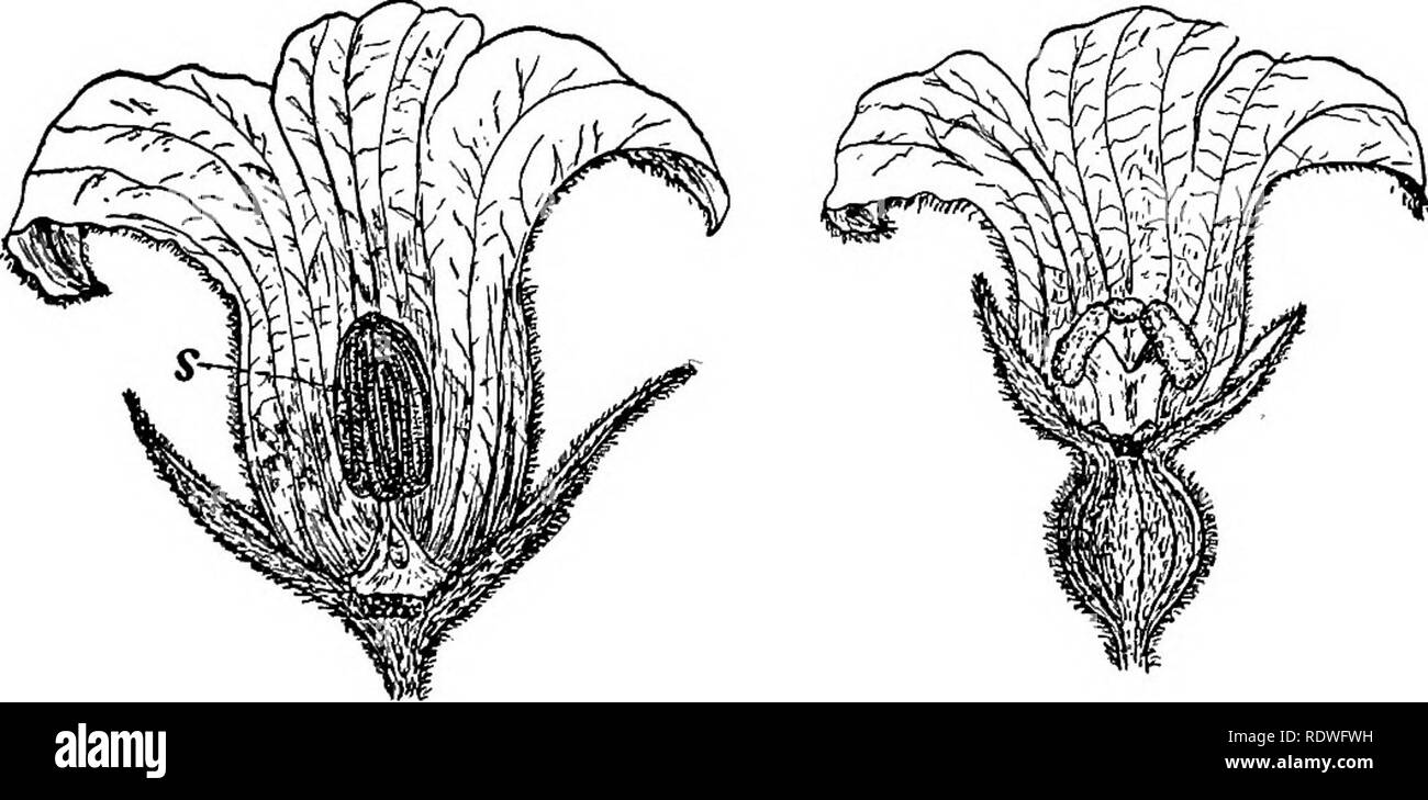 . Botany, with agricultural applications. Botany. Fig. 4. —A flower of ...