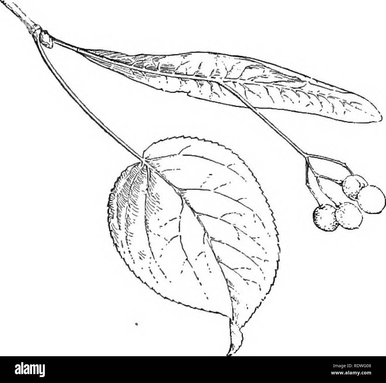 Winged elm tree hi-res stock photography and images - Alamy