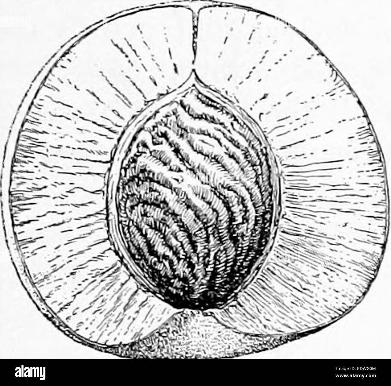 . Essentials of botany. Botany; Botany. Fig. 139. Winged Fruits. I, elm ...