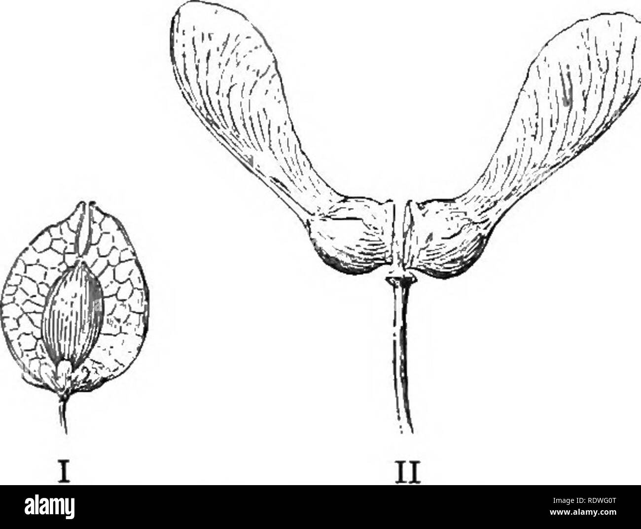 Winged fruits Black and White Stock Photos & Images - Alamy