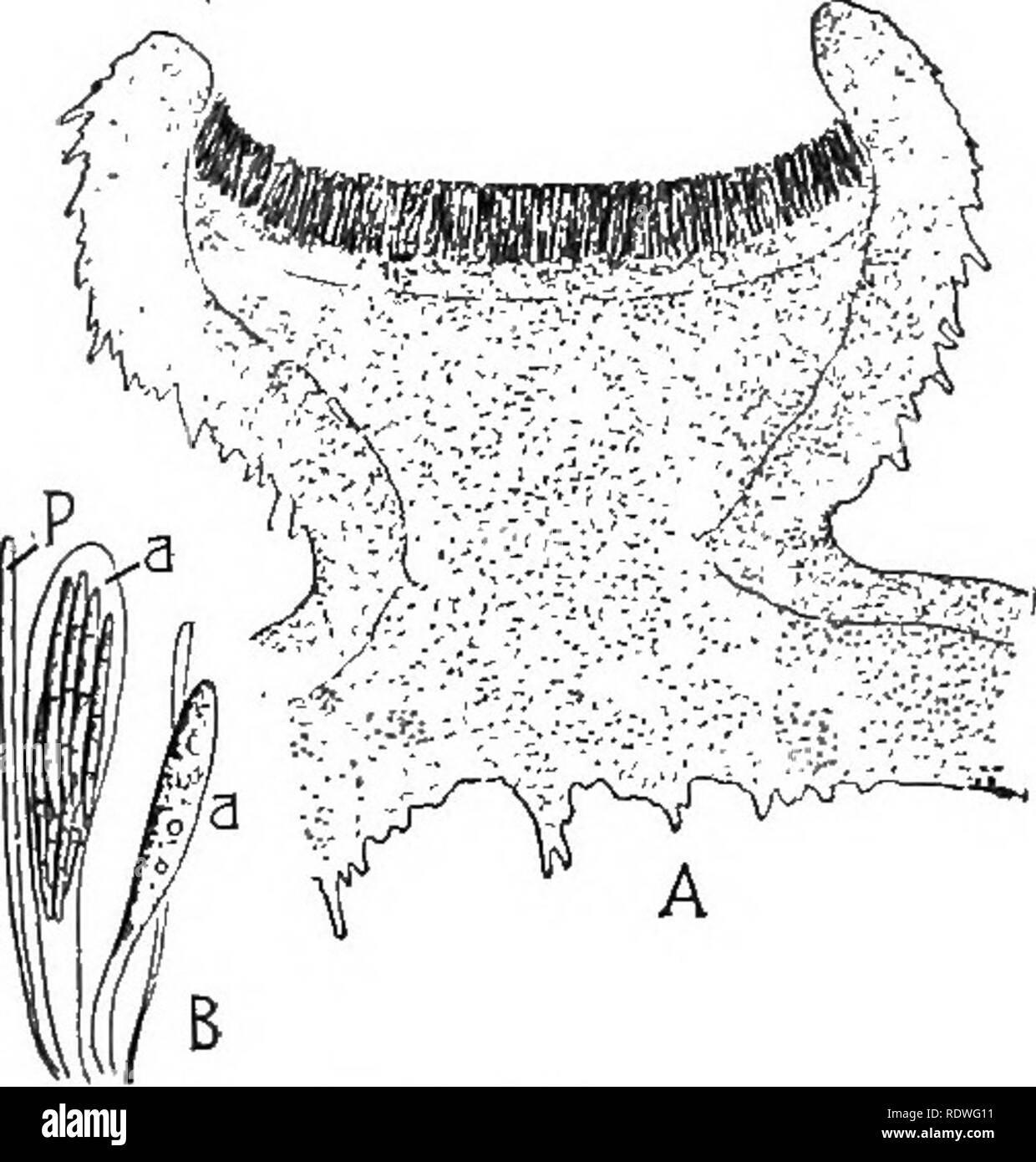 . Nature and development of plants. Botany. Fig. 143. Fig. 144. Fig ...