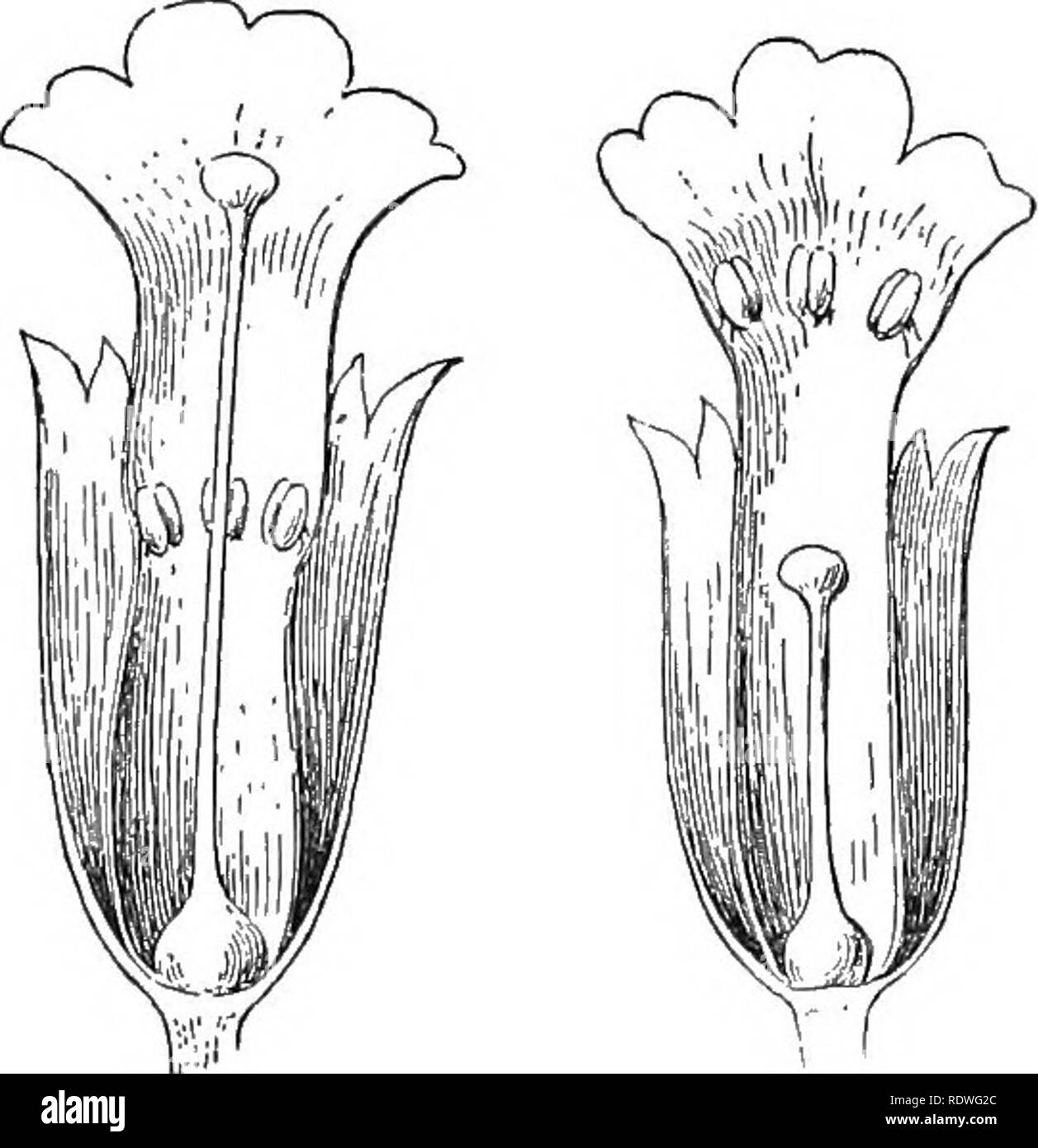 . Essentials of botany. Botany; Botany. 178 ESSENTIALS OF BOTANY 211 ...