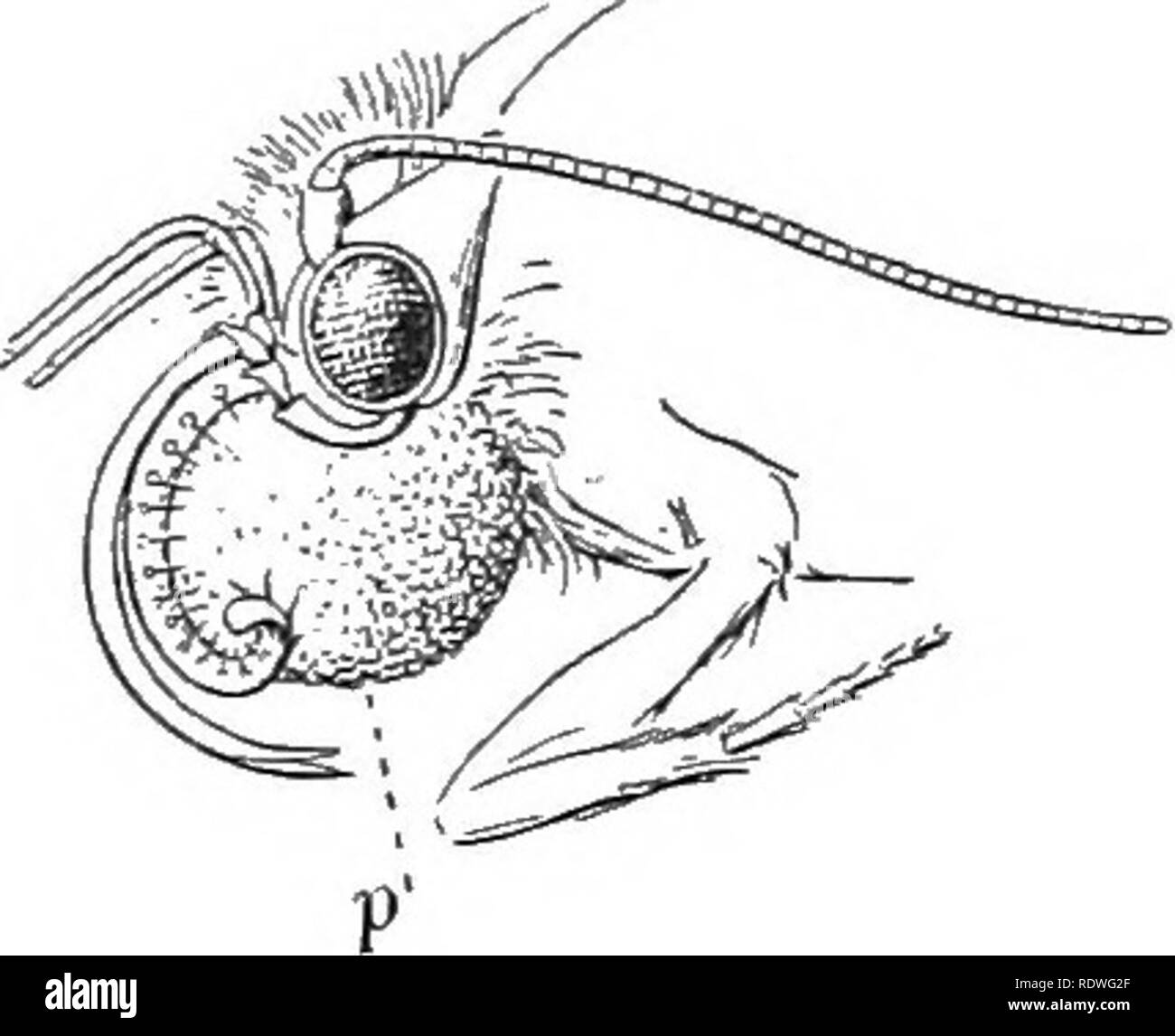 Night pollination Black and White Stock Photos & Images - Alamy
