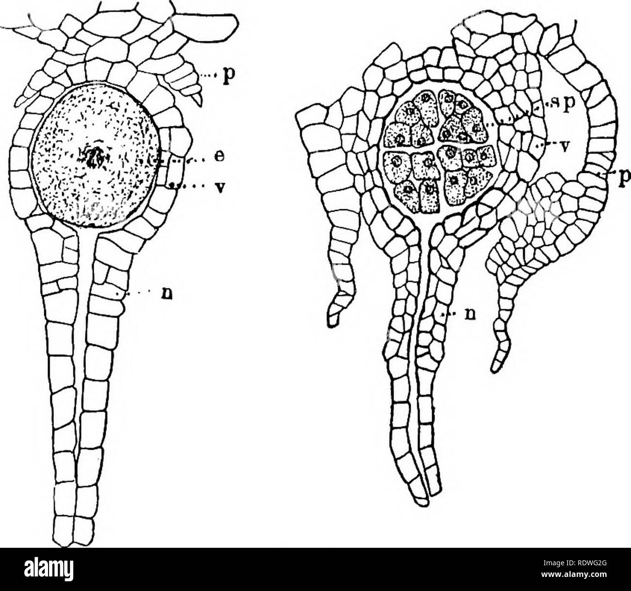Marchantia Archegonia