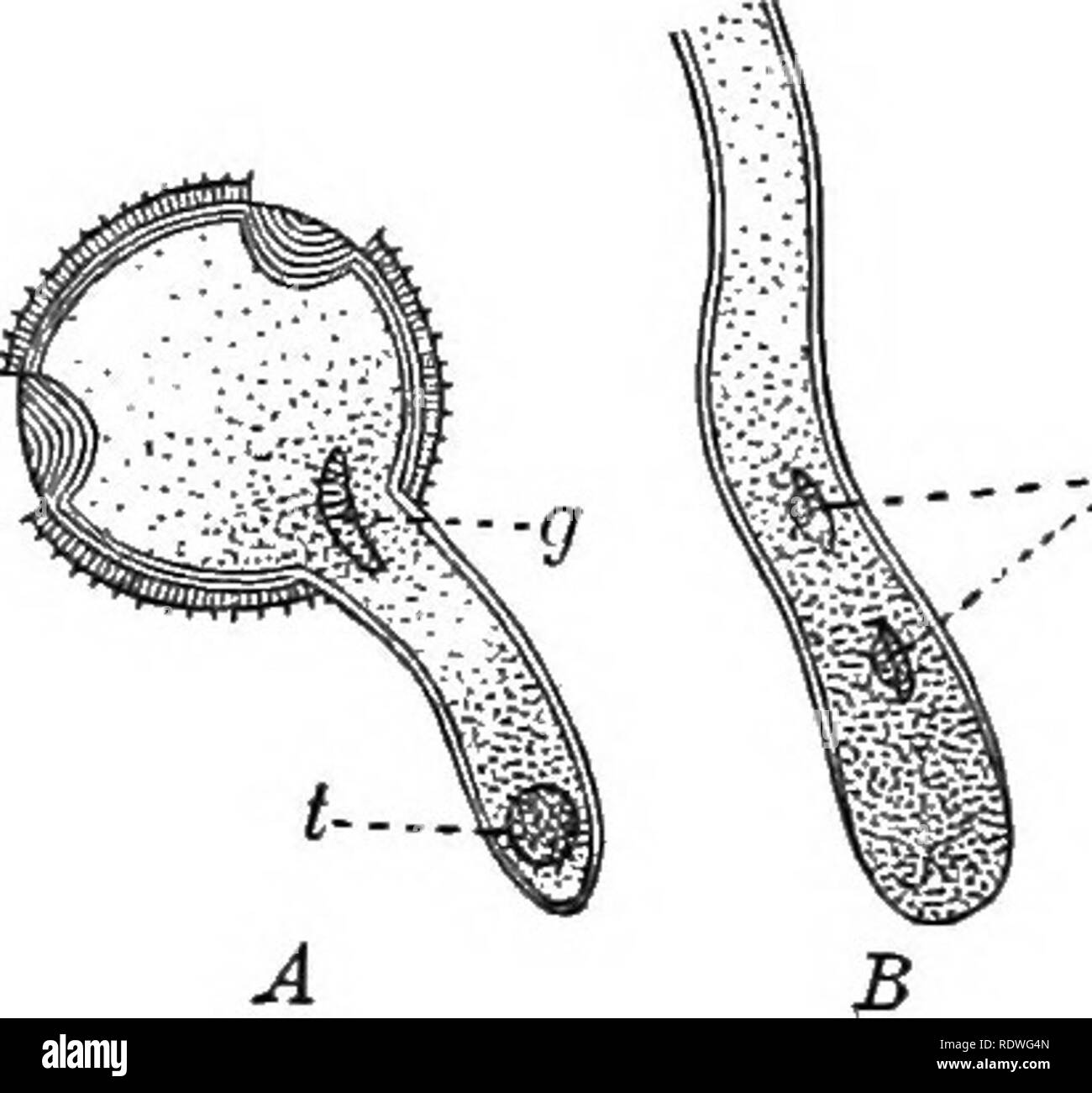 Magnified pollen grain hi-res stock photography and images - Alamy