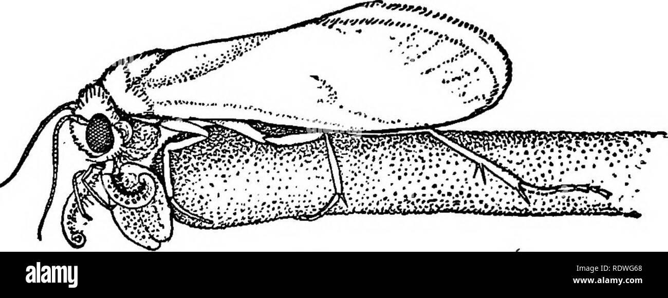 Yucca moth on a yucca flower hi-res stock photography and images - Alamy