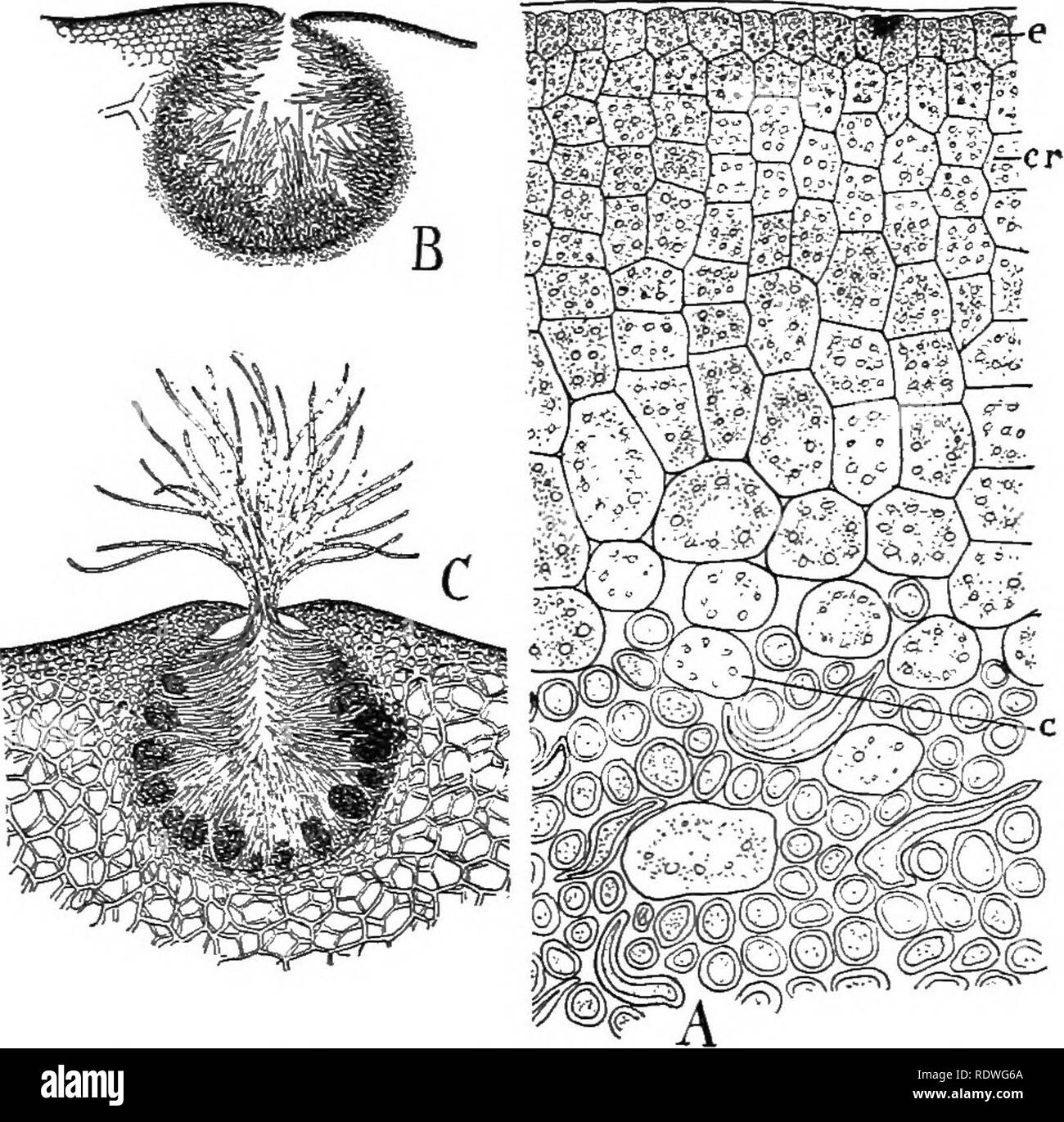 Dichotomy Black and White Stock Photos & Images - Alamy
