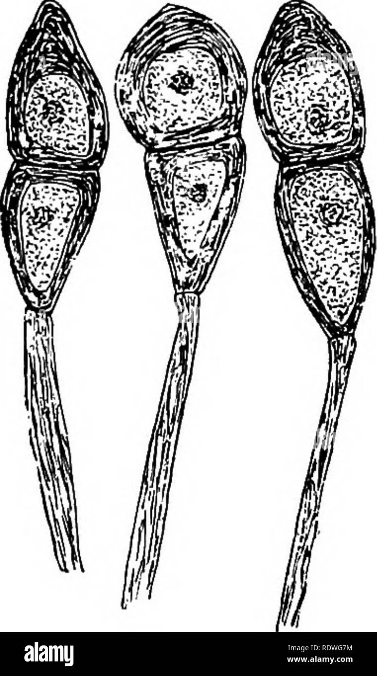 . Elementary botany. Botany. Head of wheat showing black rust spots on ...
