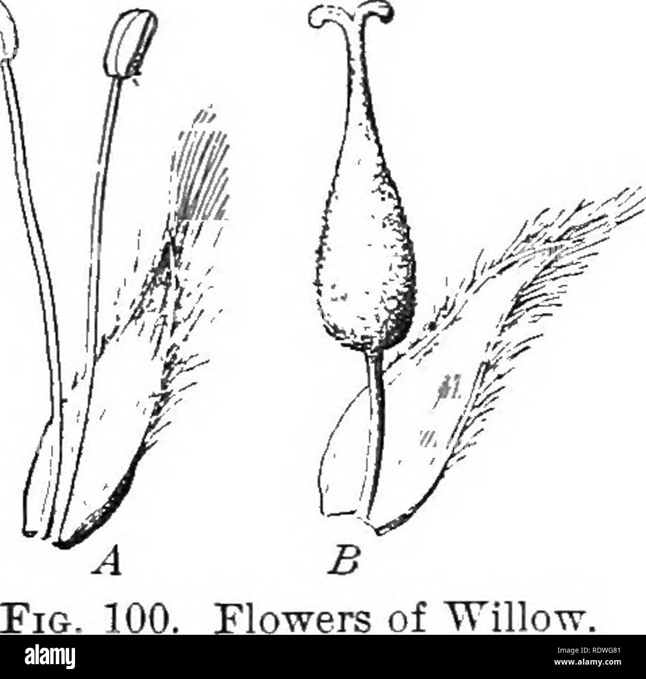 . Essentials of botany. Botany; Botany. 9. Apetalous Flower of ...