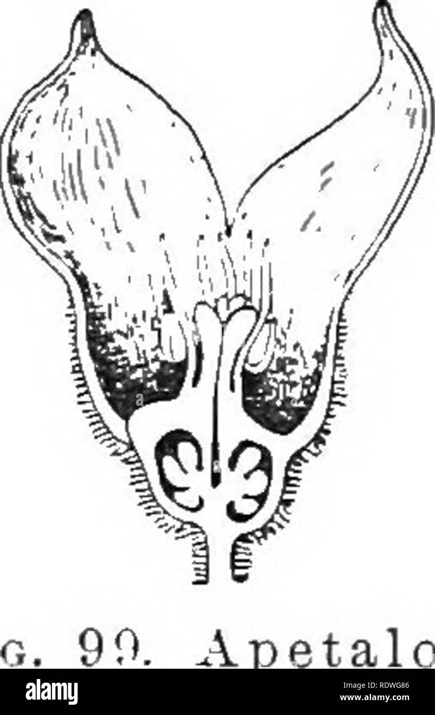 . Essentials of botany. Botany; Botany. THE FLOWER OF THE HIGHER SEED ...