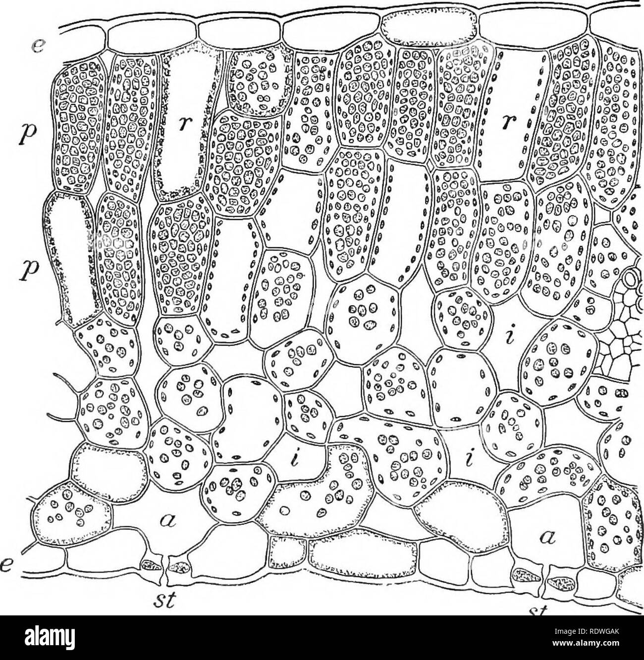 Stomata and guard cells in leaf epidermis hi-res stock photography and ...