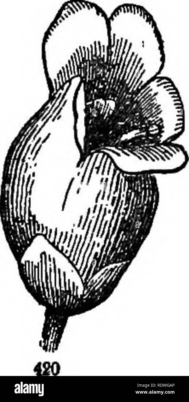 Pollinator role in ecology hi-res stock photography and images - Alamy