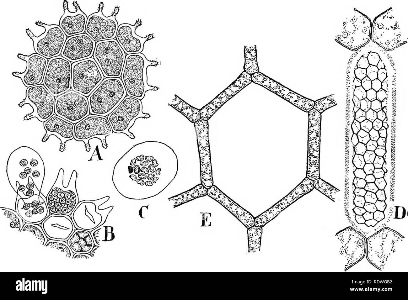 Unicellular Green Algae Diagram