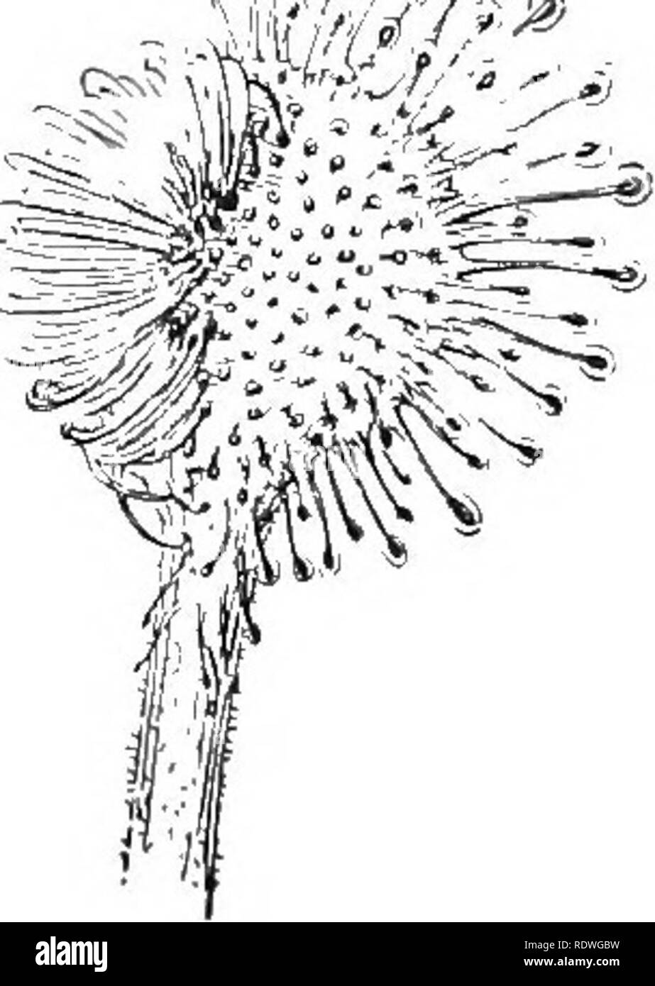 Sundew prey Black and White Stock Photos & Images - Alamy