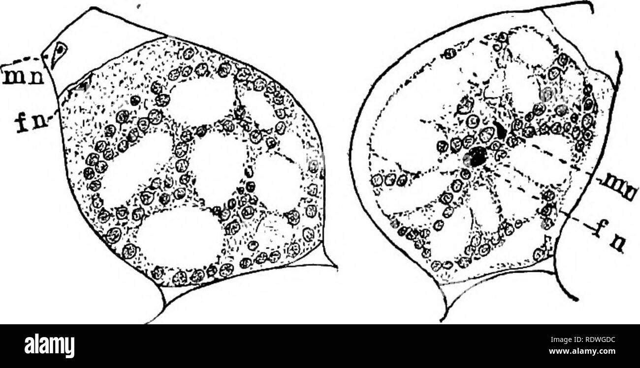 Oospore Black and White Stock Photos & Images - Alamy