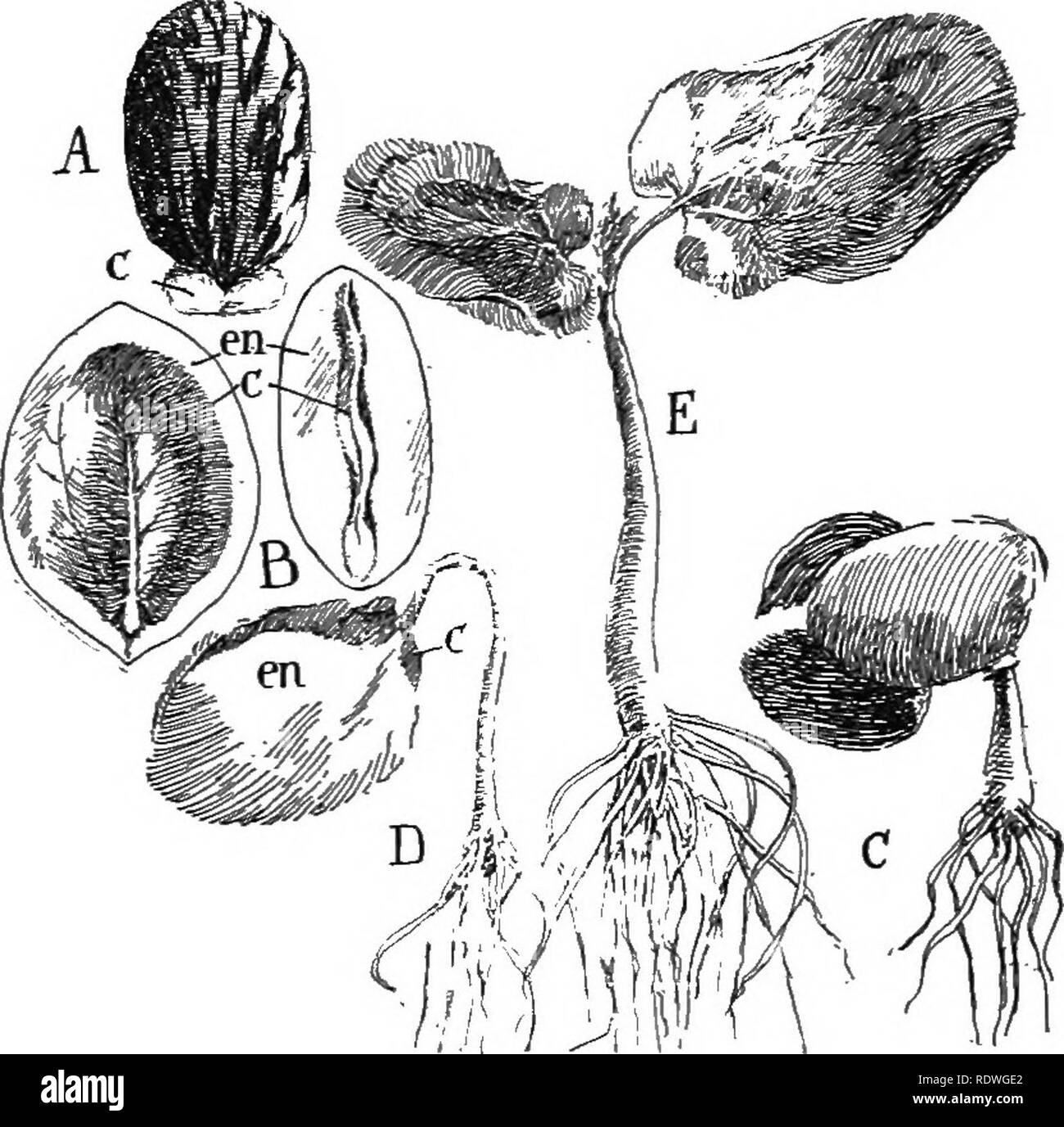 . Nature and development of plants. Botany. NATURE OF PLANTS 133 cealed ...