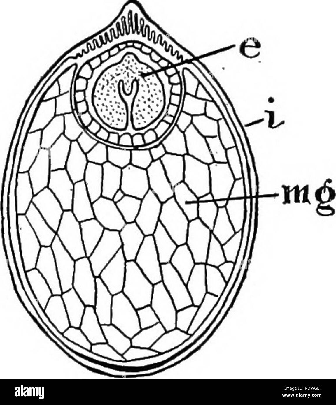 . Nature and development of plants. Botany. B Fig. 82. Structure of the ...