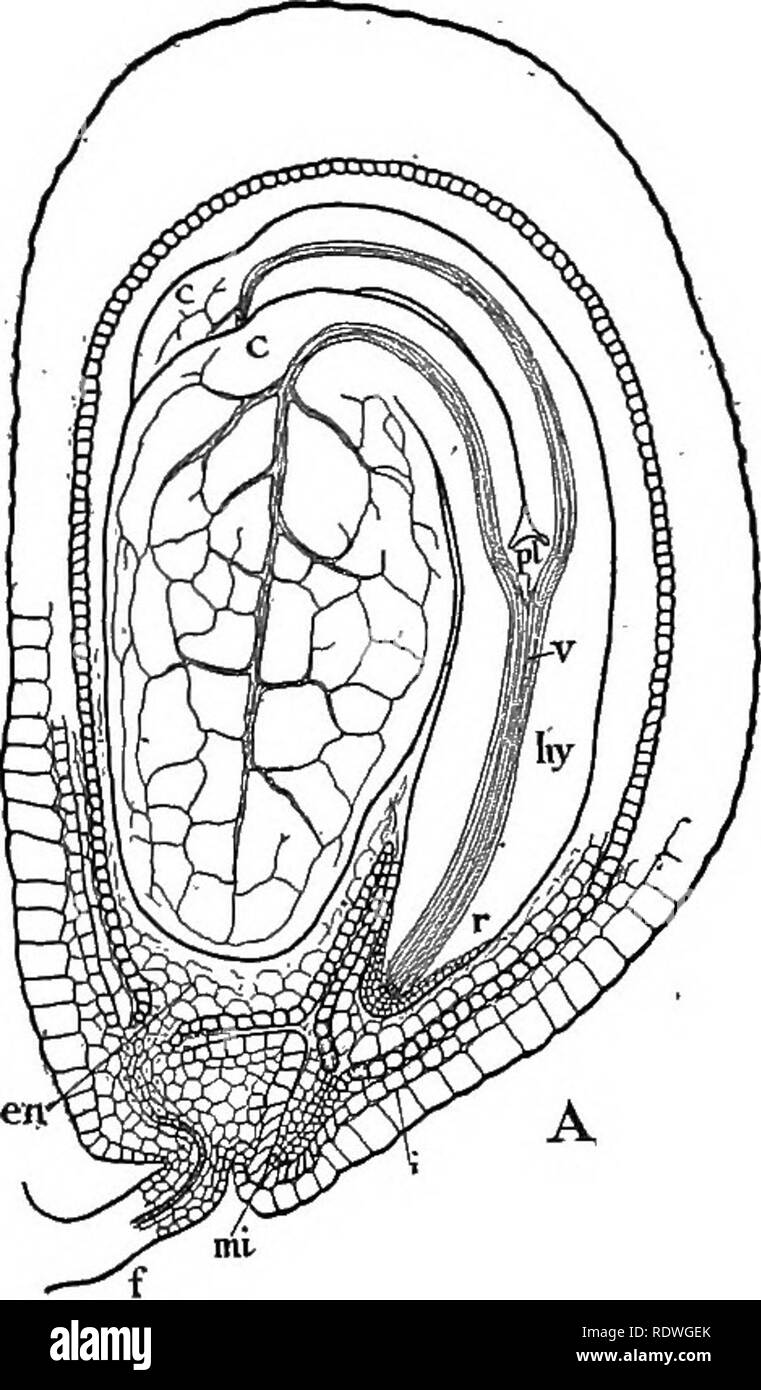 Ovule structure Black and White Stock Photos & Images - Alamy