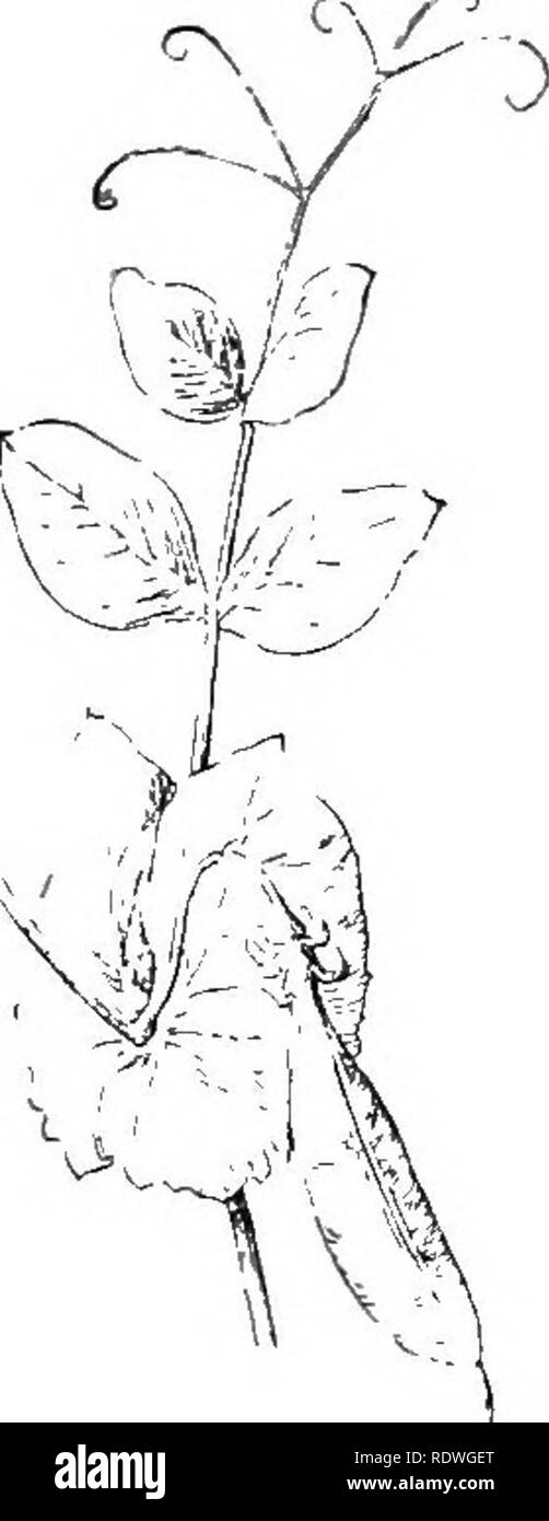 . Essentials of botany. Botany; Botany. Fig. 68. Pinnately Com- pound ...