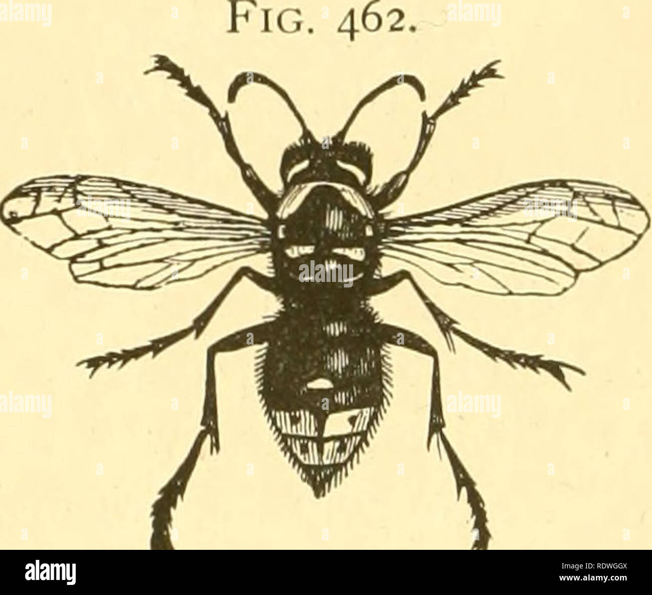 Insects under rock hi-res stock photography and images - Alamy