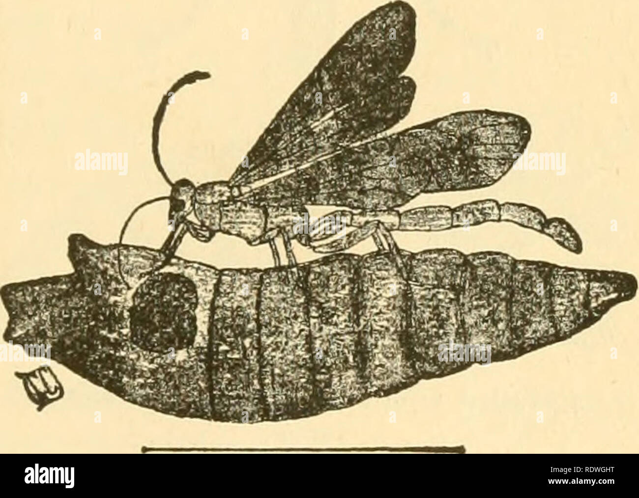 . Economic entomology for the farmer and fruit-grower. Beneficial ...