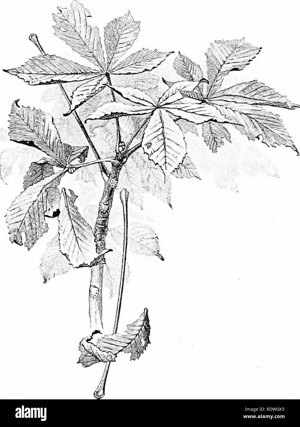 . Essentials of botany. Botany; Botany. 102 ESSENTIALS OF BOTANY veins ...