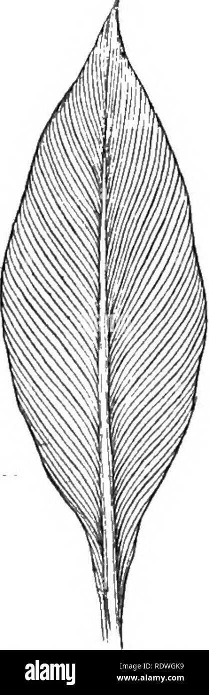 Parallel leaf veins Black and White Stock Photos & Images - Alamy