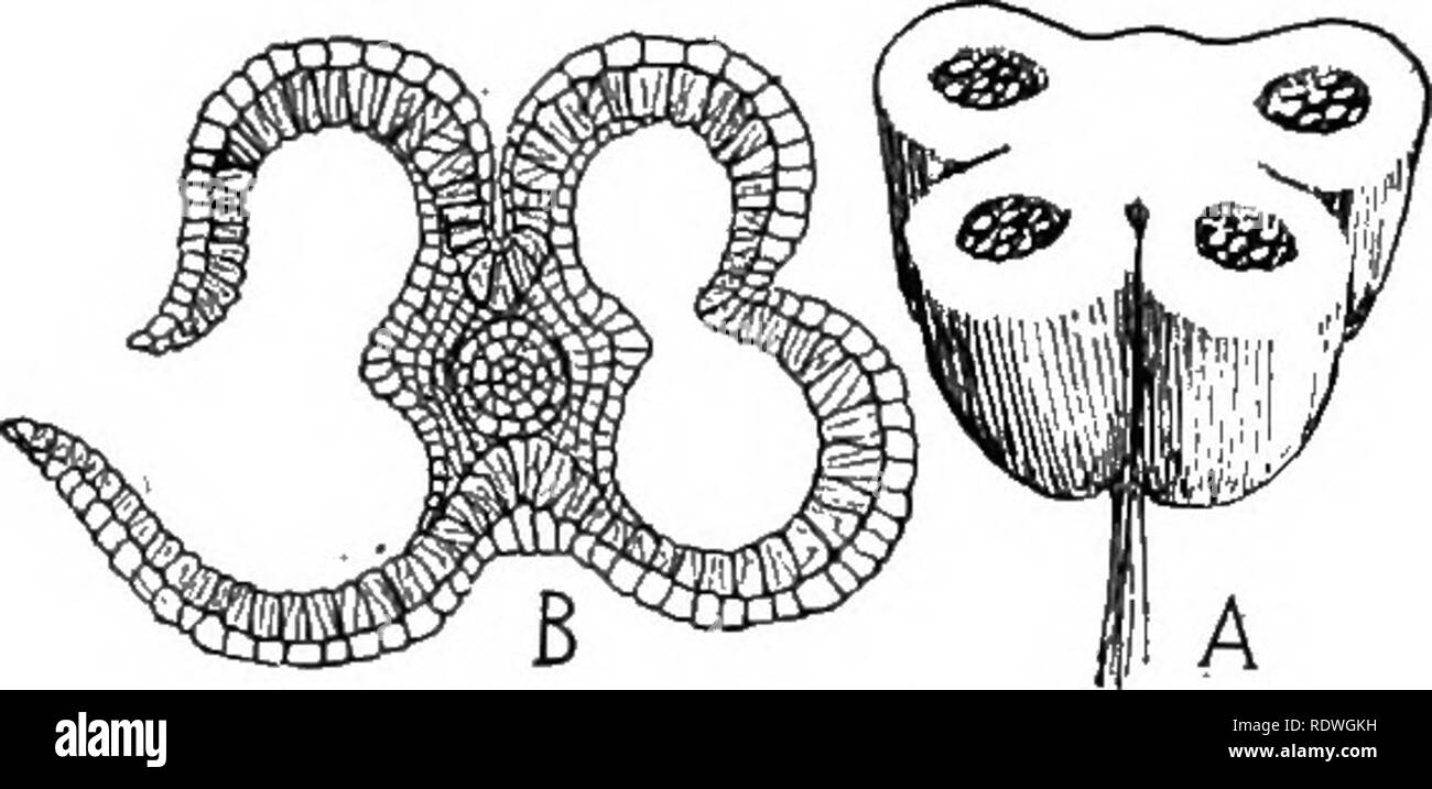 Pistil carpel Black and White Stock Photos & Images - Alamy