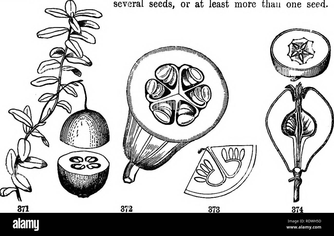 The flesh of the nut Black and White Stock Photos & Images - Alamy