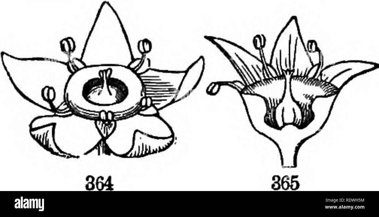 Stylopodium Cut Out Stock Images & Pictures - Alamy