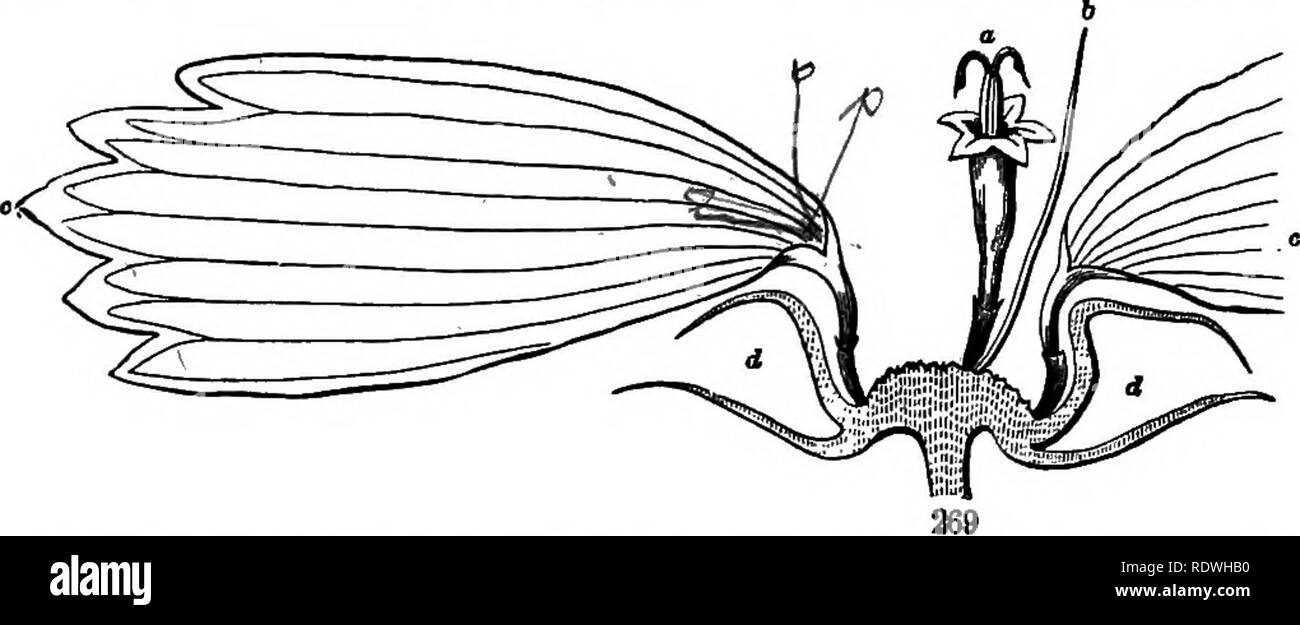 Grays anatomy hi-res stock photography and images - Alamy