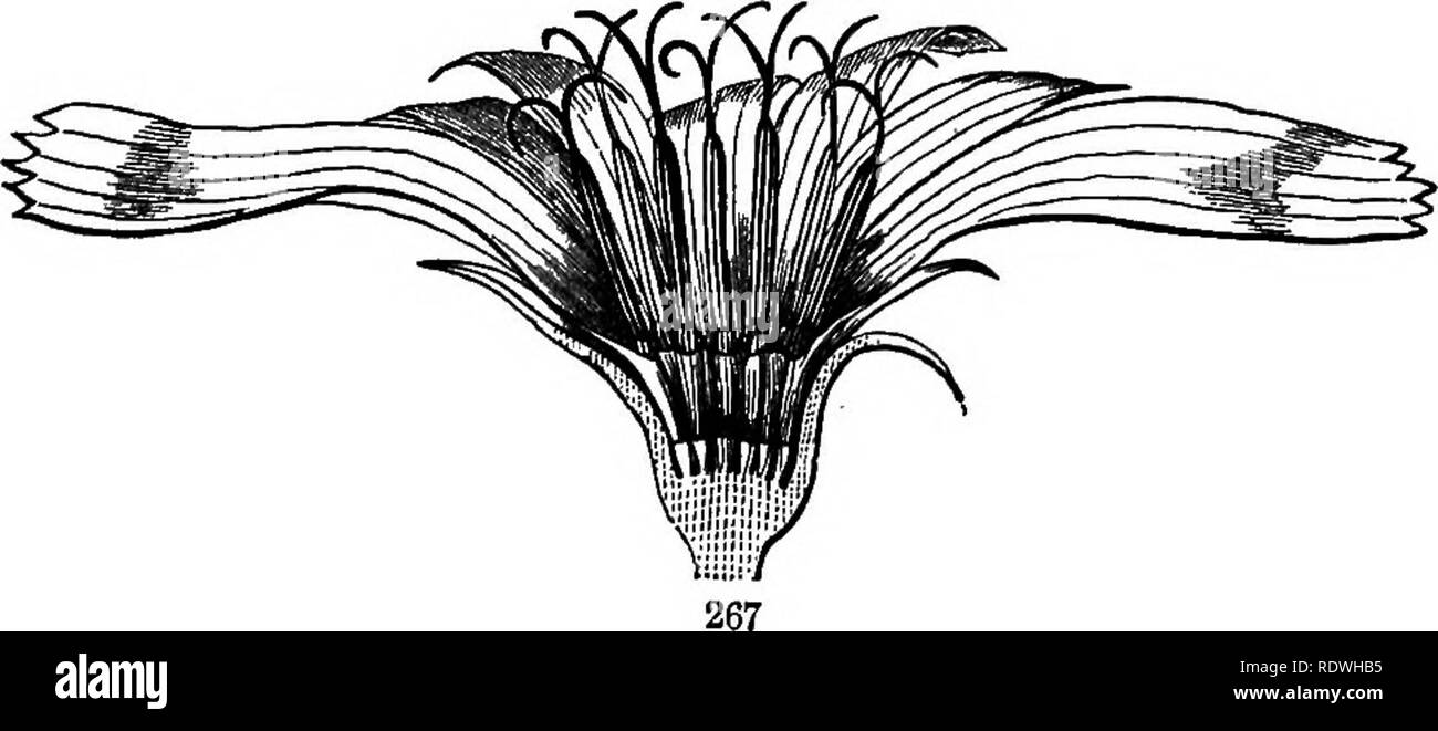 Dandelion forest school Black and White Stock Photos & Images - Alamy