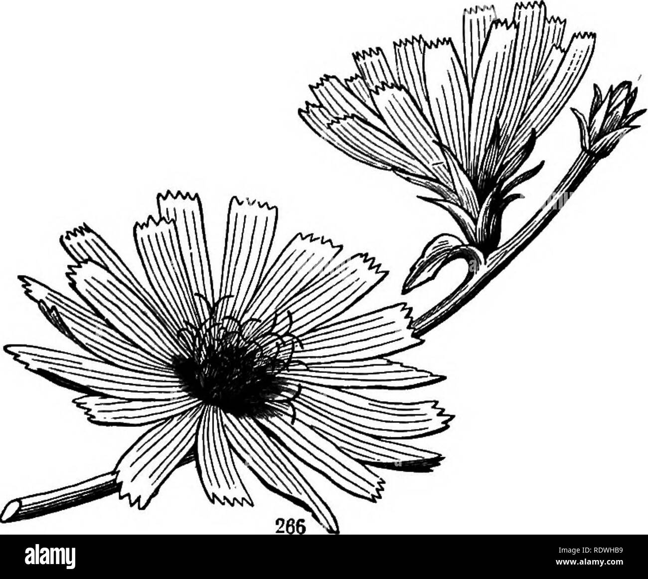 Labiate species hi-res stock photography and images - Alamy