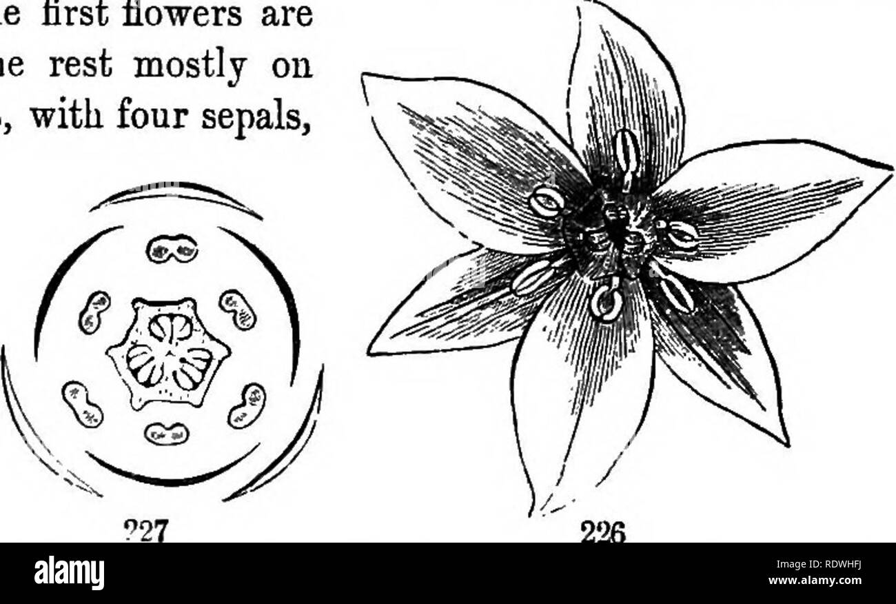 Flower cross section diagram hi-res stock photography and images - Alamy