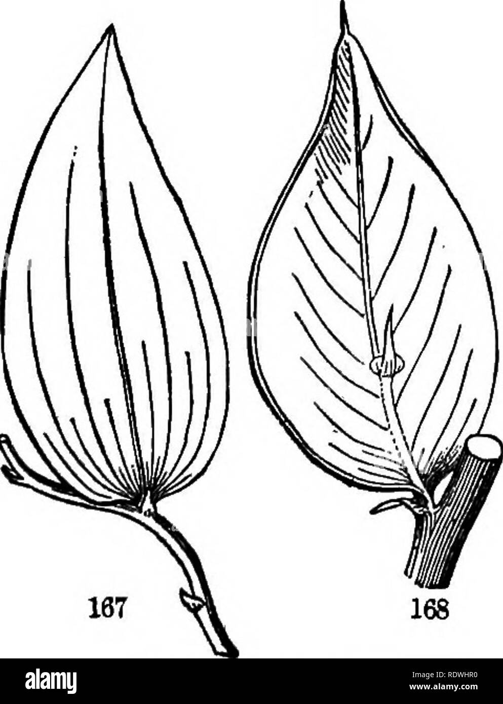 Awl shaped leaves Black and White Stock Photos & Images - Alamy