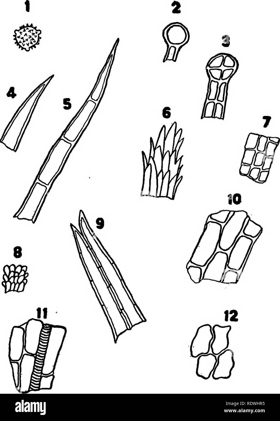 Multicellular trichome hi-res stock photography and images - Alamy