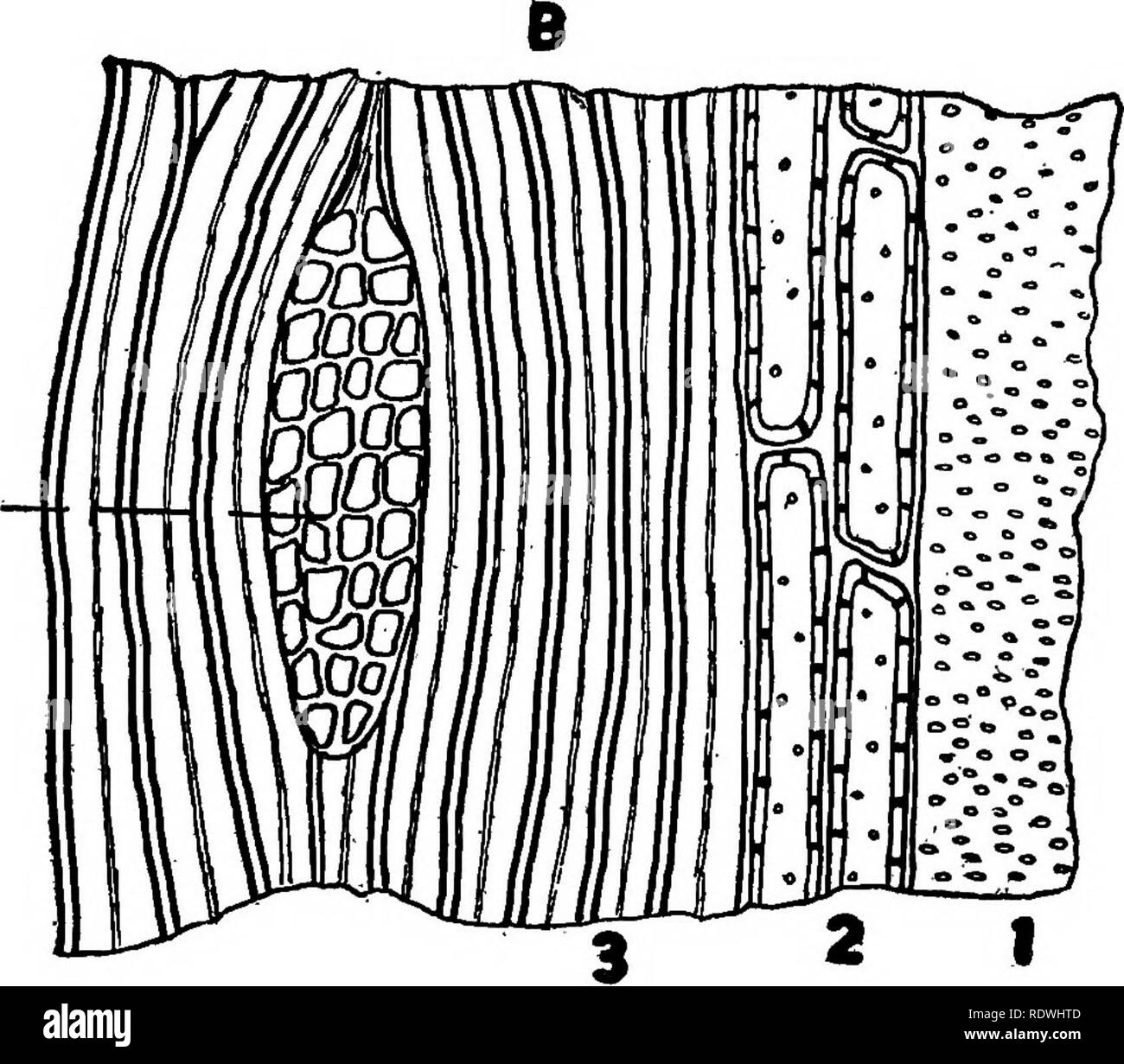 . The elements of vegetable histology. Plant anatomy. Plate 61.—Wood ...
