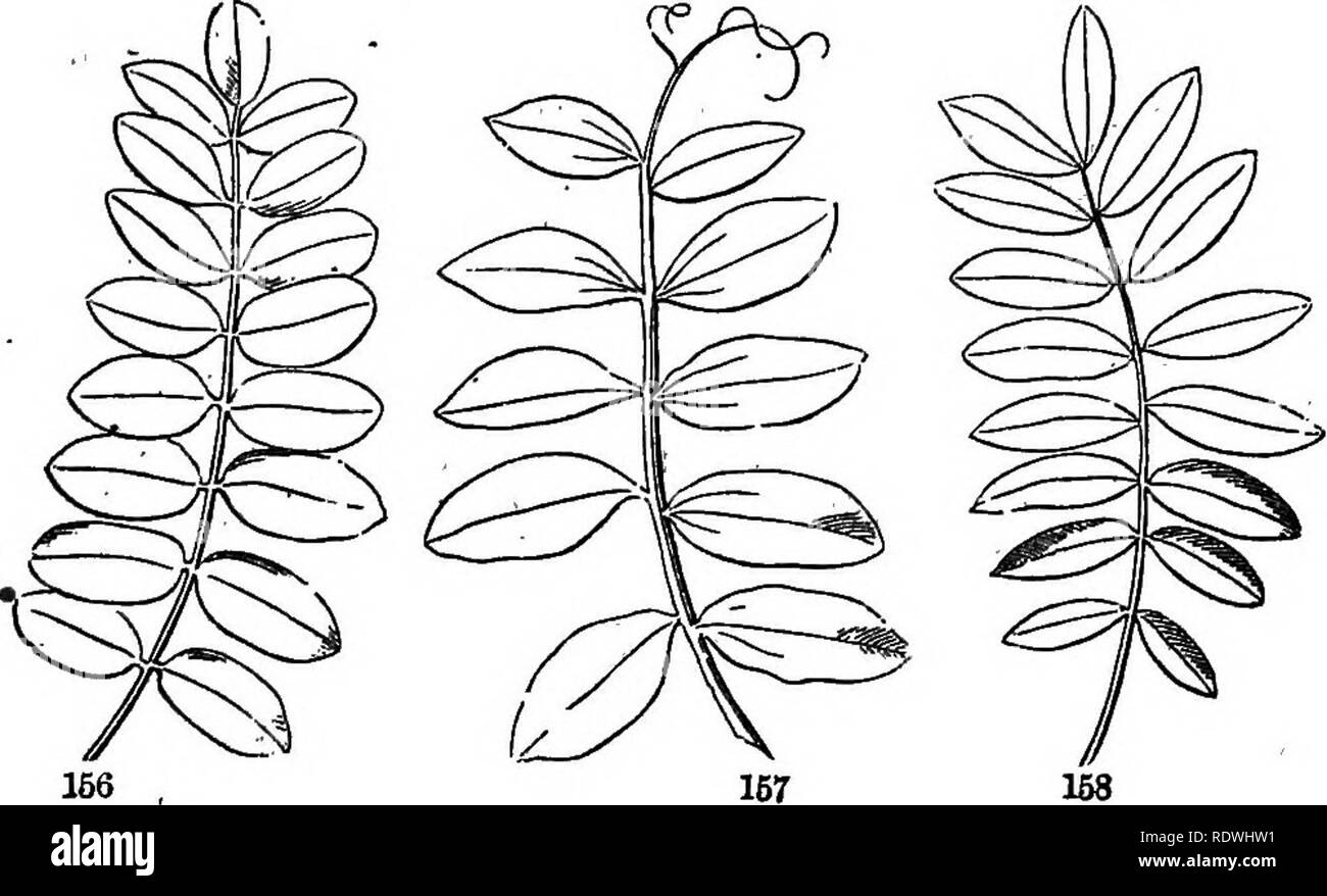 Palmately cleft leaves hi-res stock photography and images - Alamy