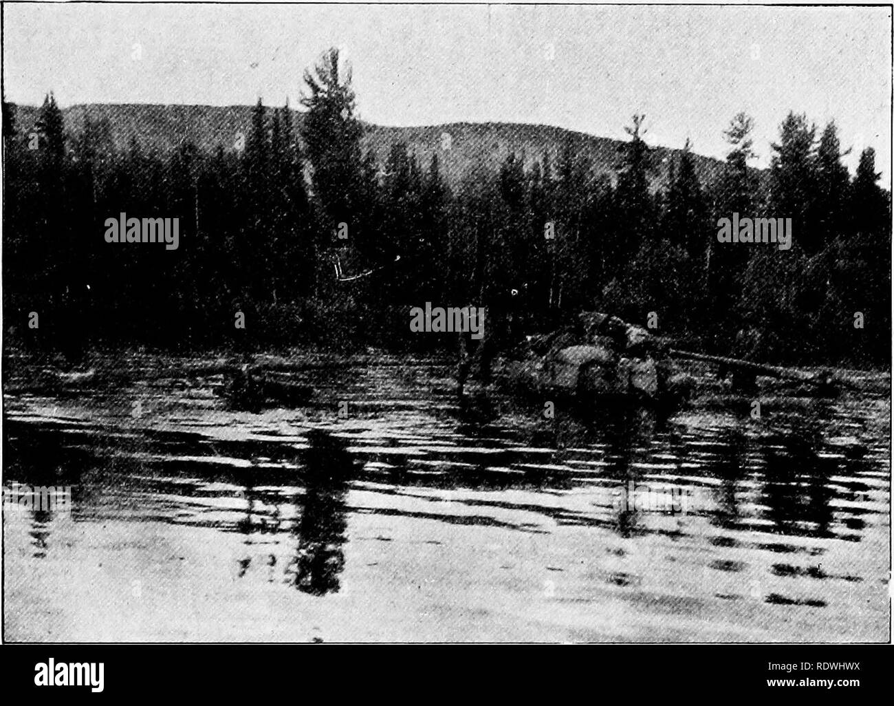 Transition forest zone Black and White Stock Photos & Images - Alamy