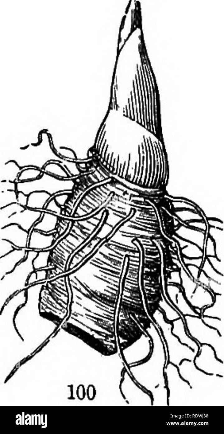 Stout stem like base hi-res stock photography and images - Alamy