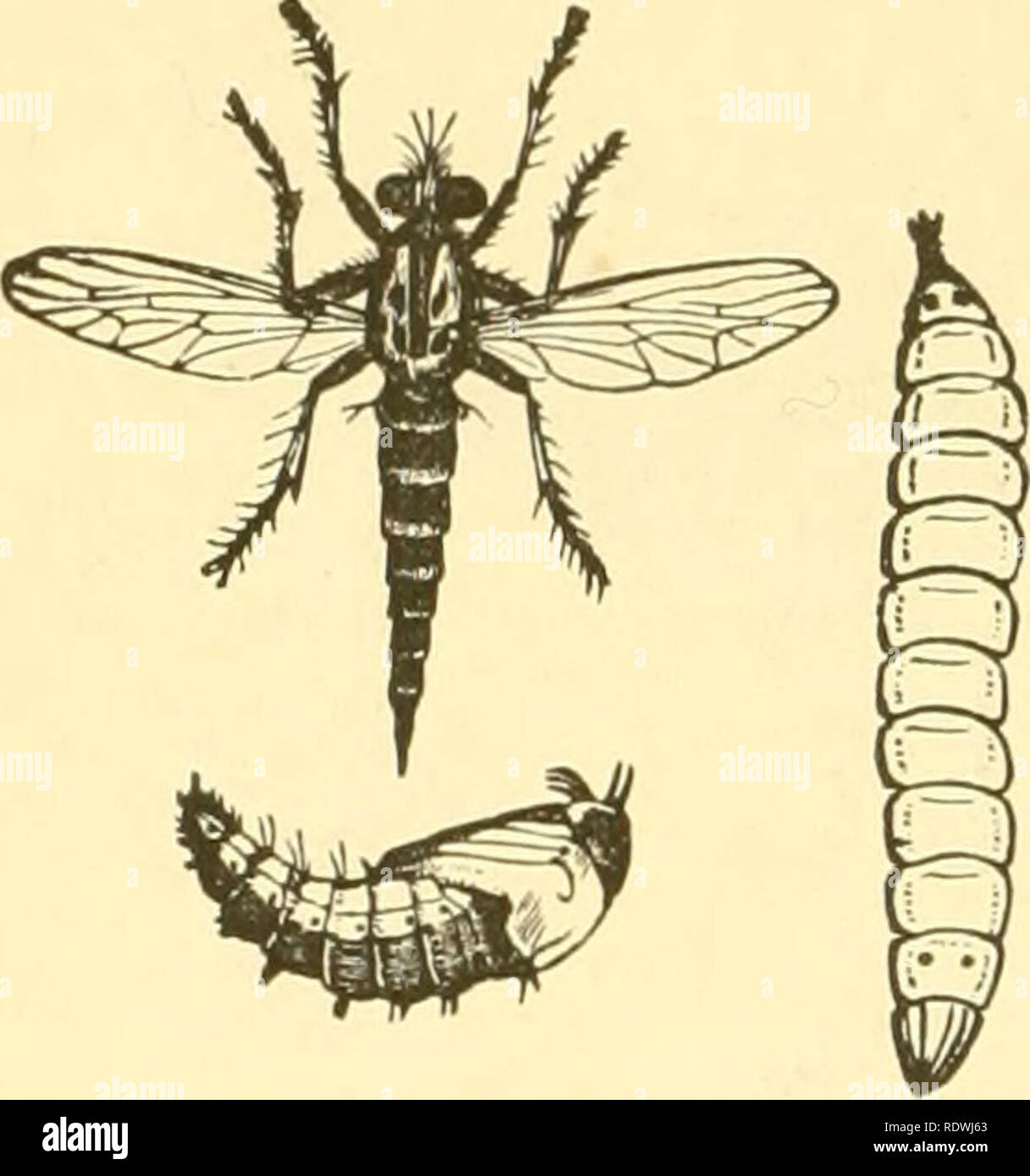 . Economic entomology for the farmer and fruit-grower. Beneficial ...