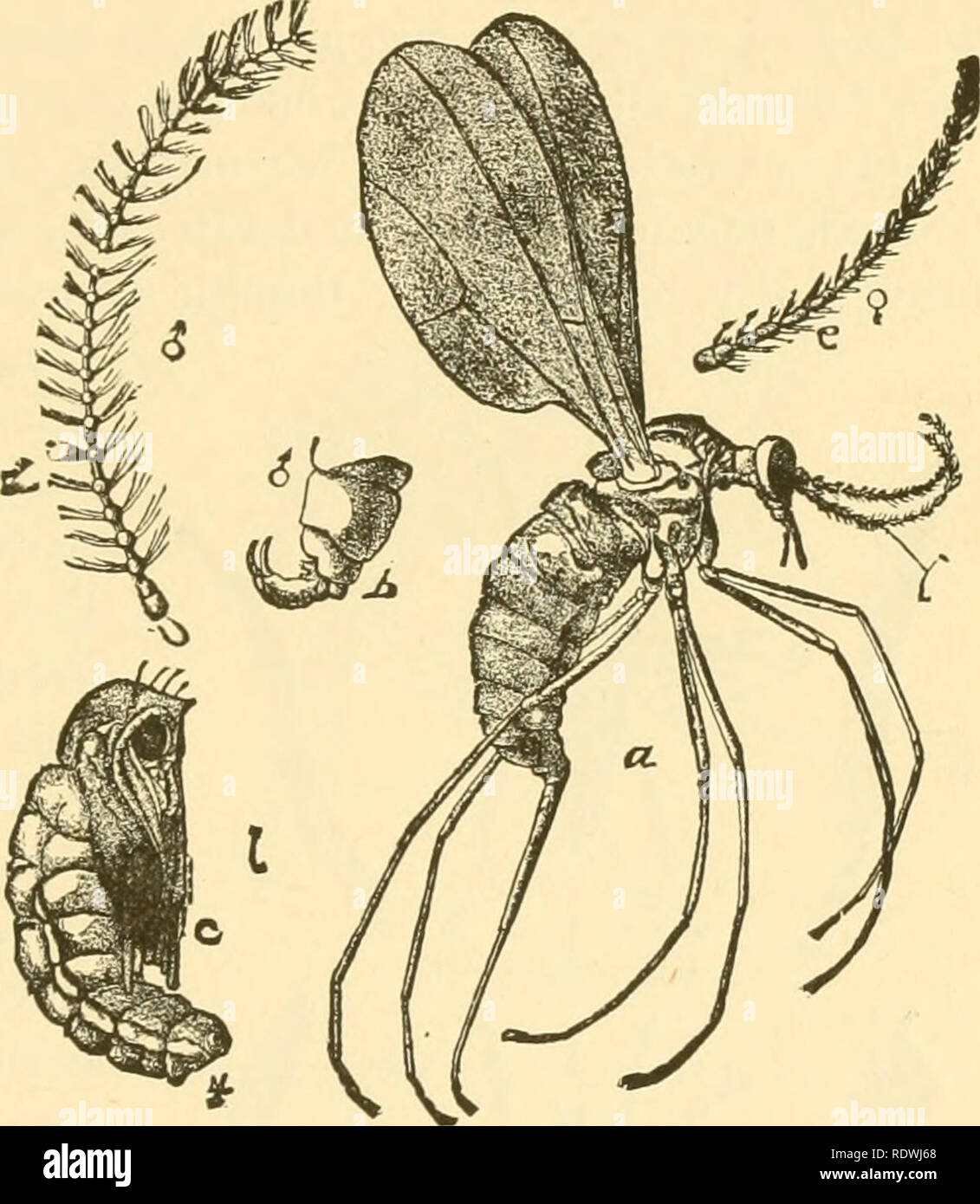 . Economic entomology for the farmer and fruit-grower. Beneficial ...