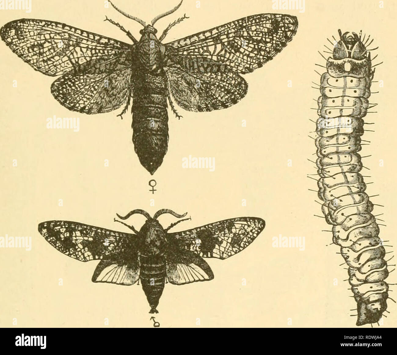 Nice moths hi-res stock photography and images - Alamy