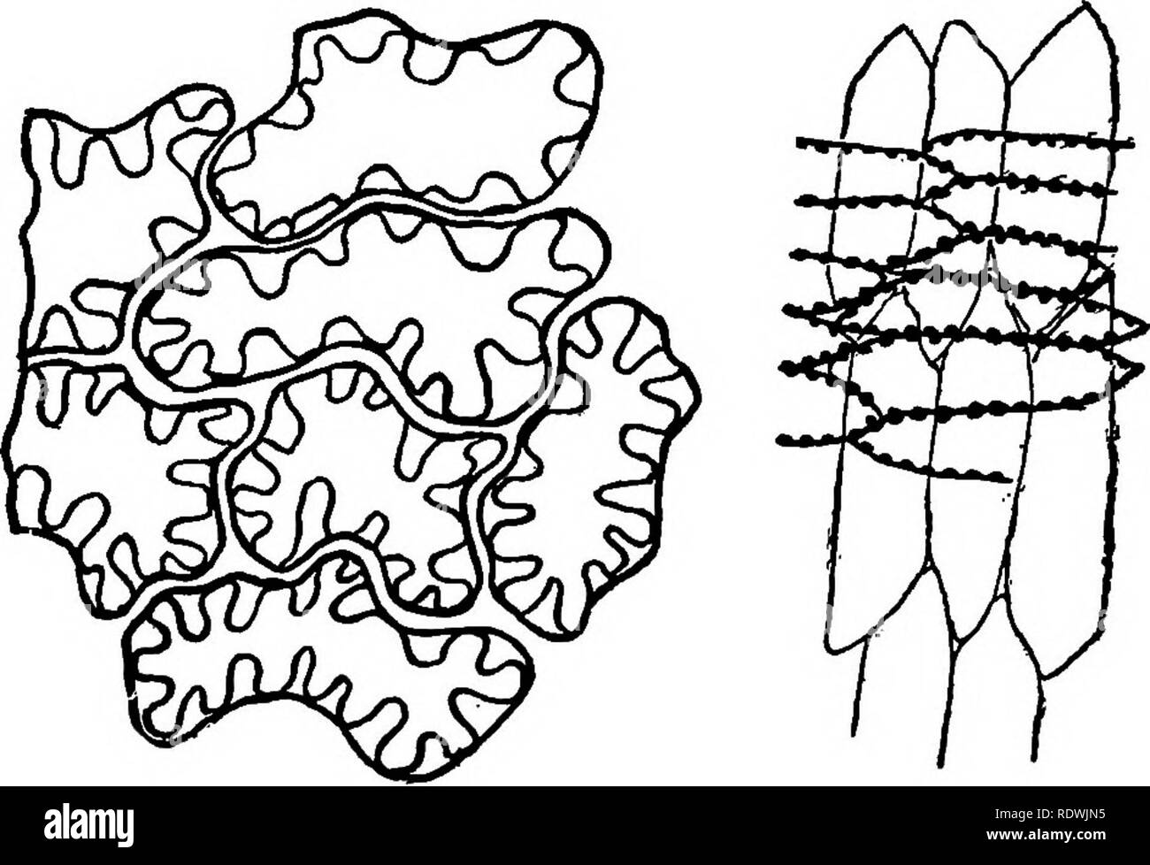 Angled lobelia hi-res stock photography and images - Alamy