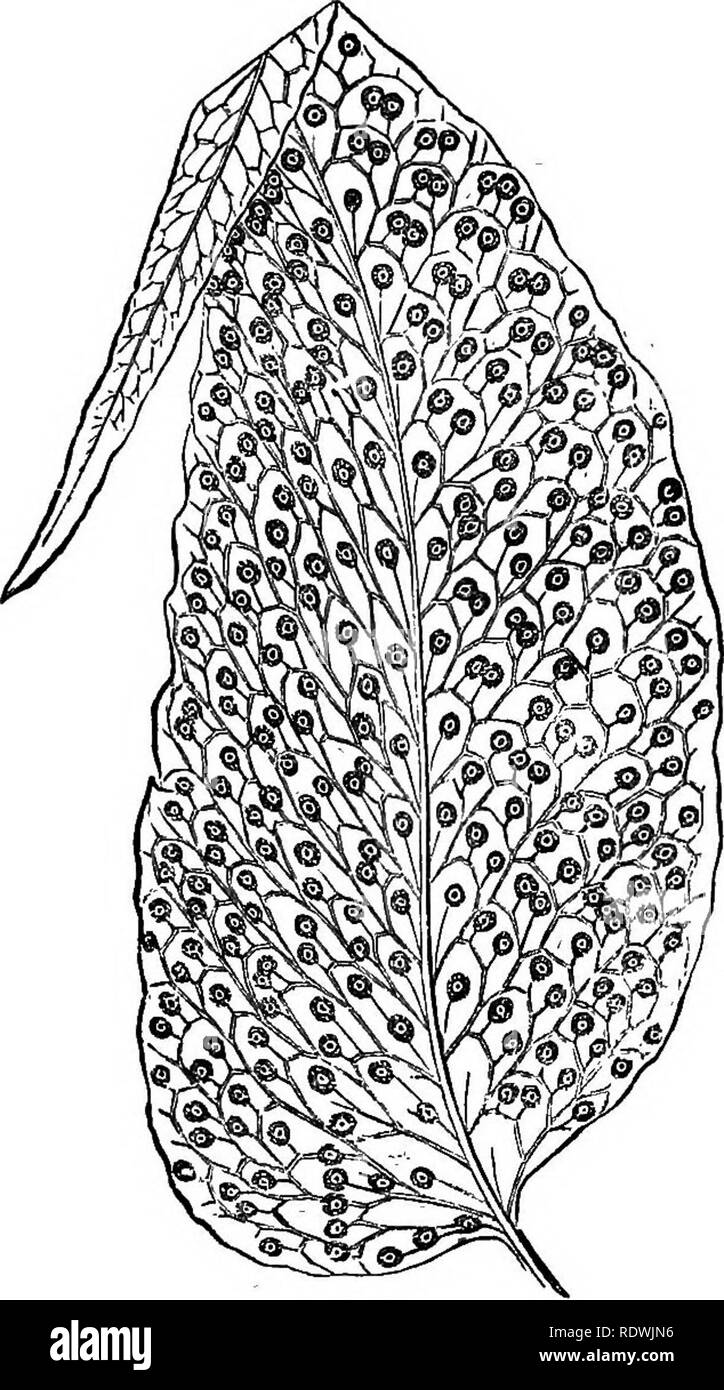 Punctiform Black and White Stock Photos & Images - Alamy