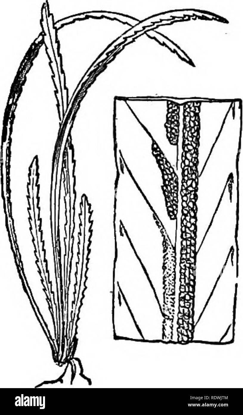 Komi Black and White Stock Photos & Images - Alamy