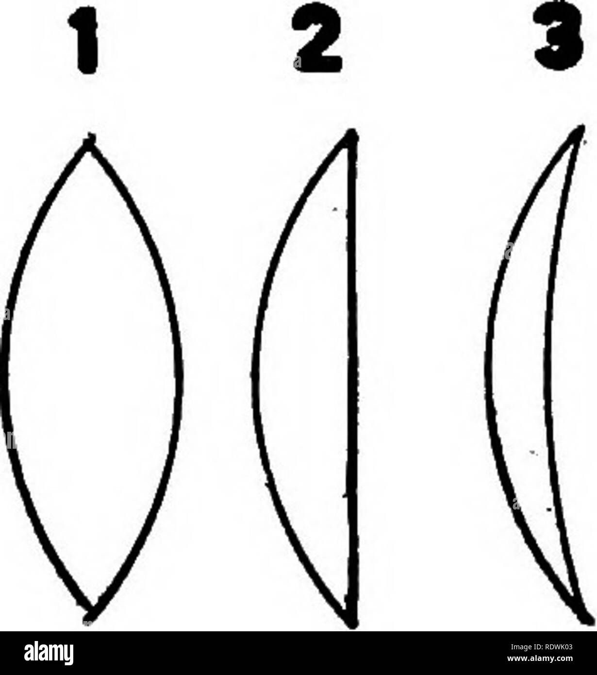 . The elements of vegetable histology. Plant anatomy. 26 THE ELEMENTS ...