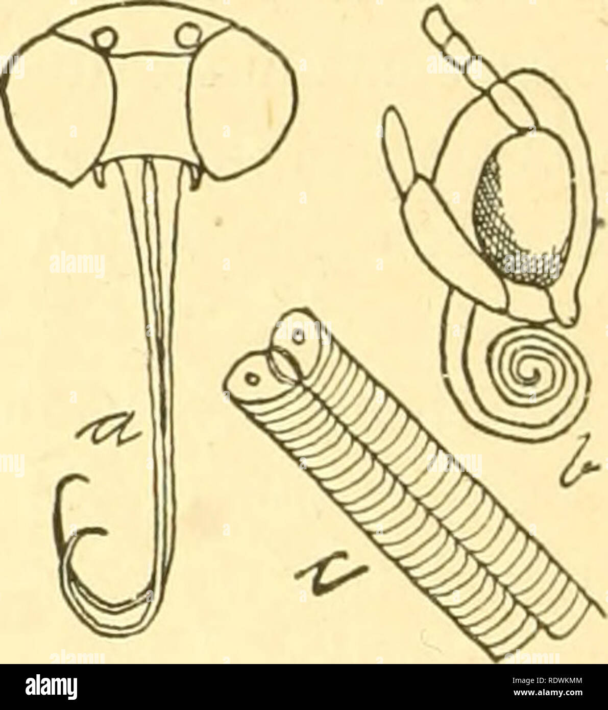 Coiled like a spring hi-res stock photography and images - Alamy